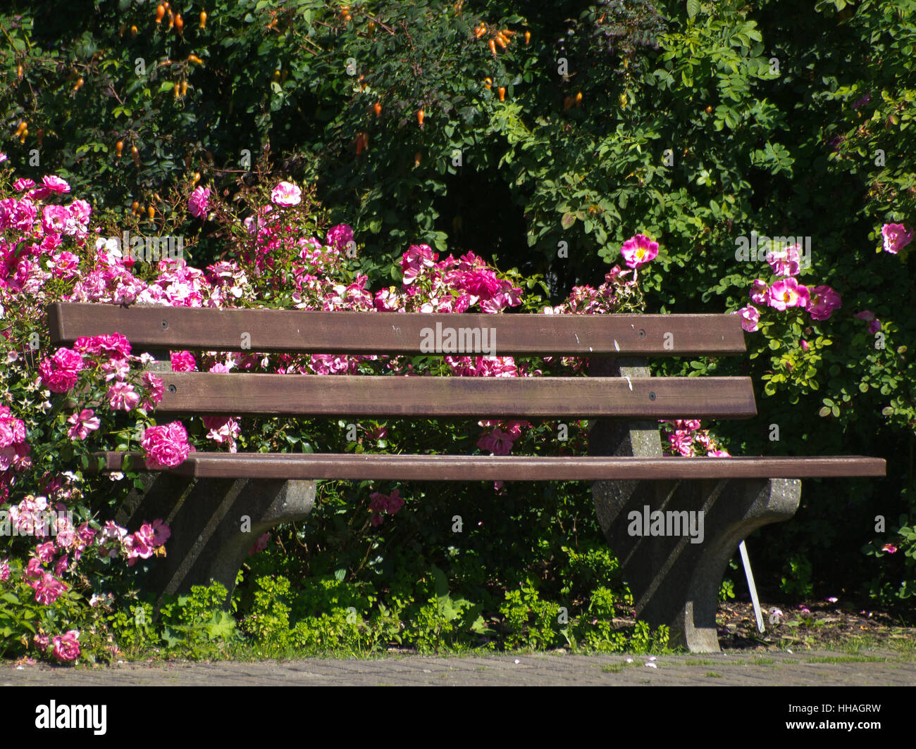 Bench garden roses hi-res stock photography and images - Alamy