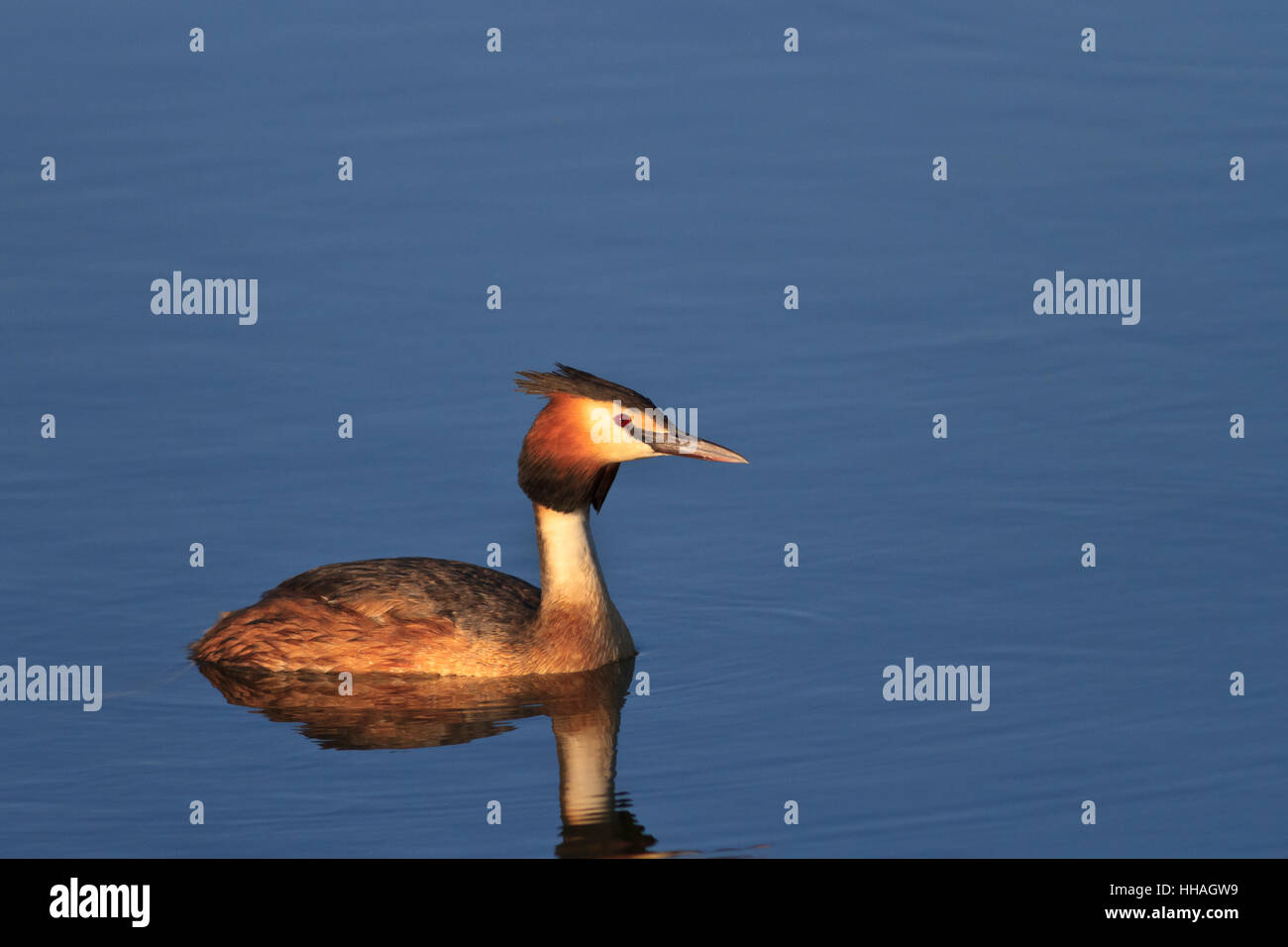 female, animal, bird, fauna, wild, outdoor, feathers, beak, wildlife ...