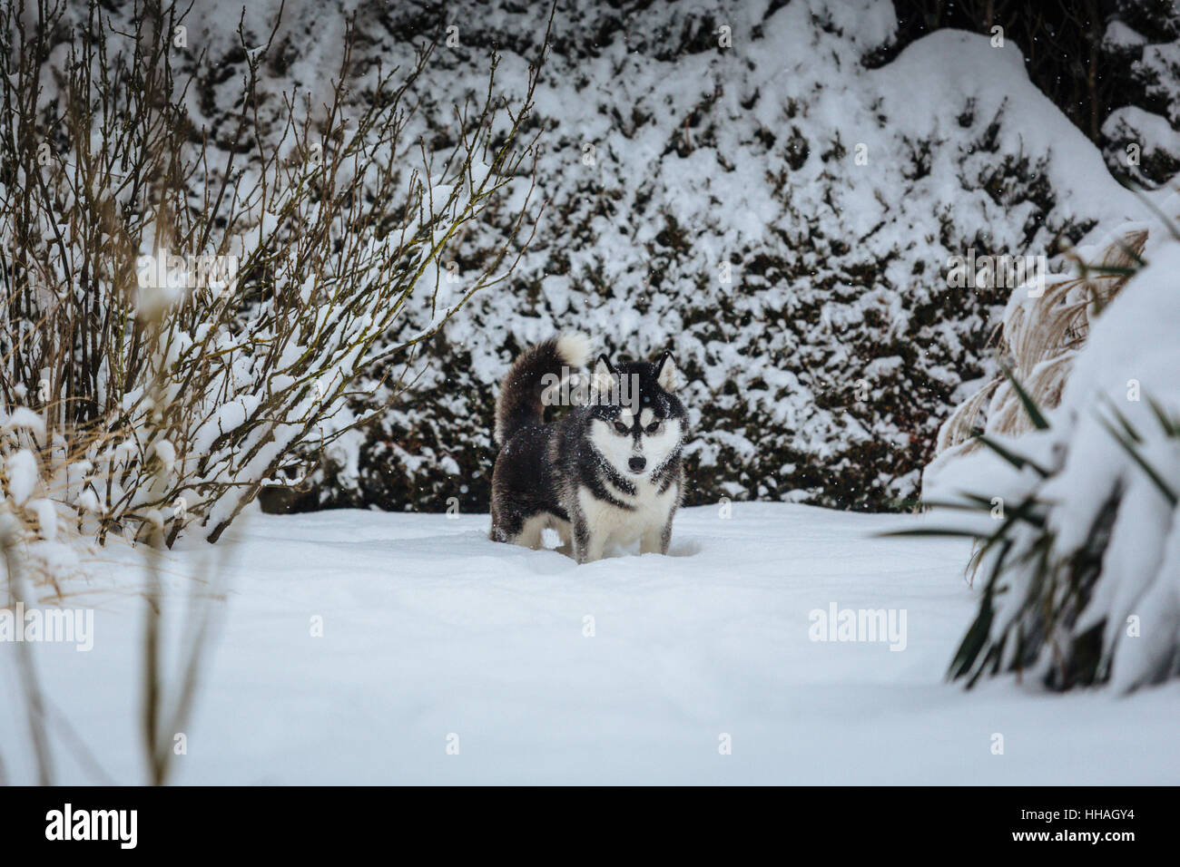 Siberian Husky plays in fresh Snow, Husky, Dog Stock Photo - Alamy