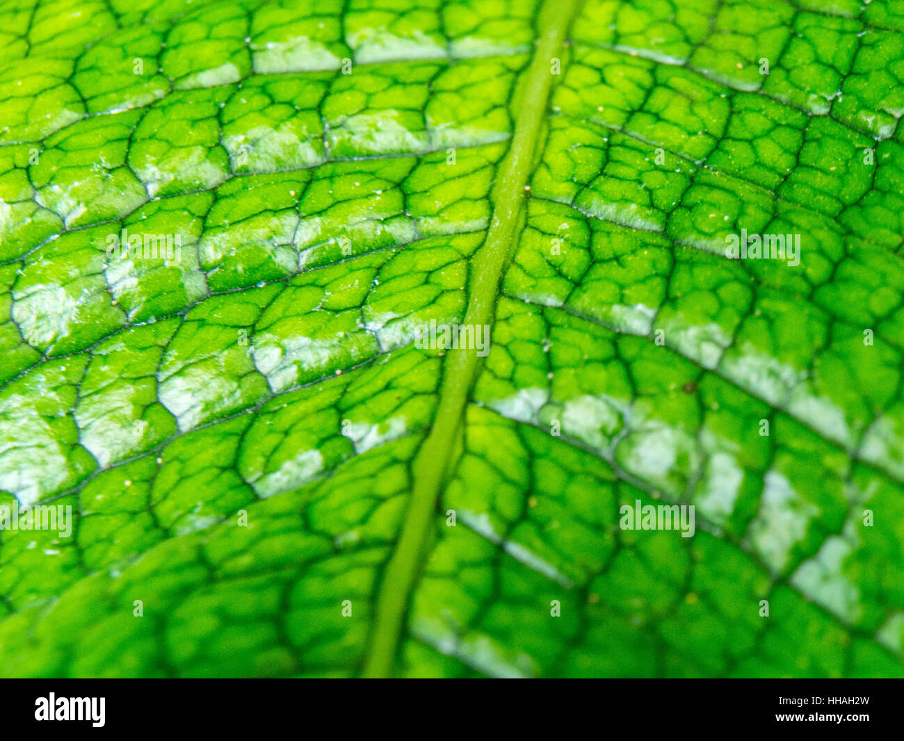 Detailed photo of intricate leaf pattern, landscape orientation Stock ...