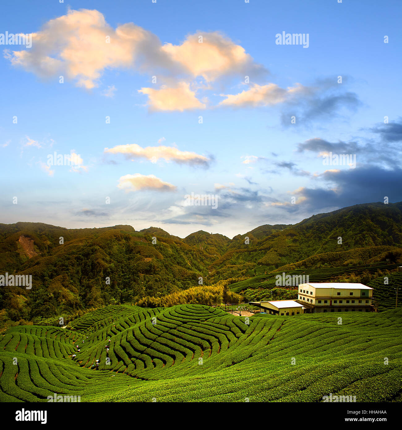 tea, leaf, health, drink, drinking, bibs, environment, enviroment, tree ...
