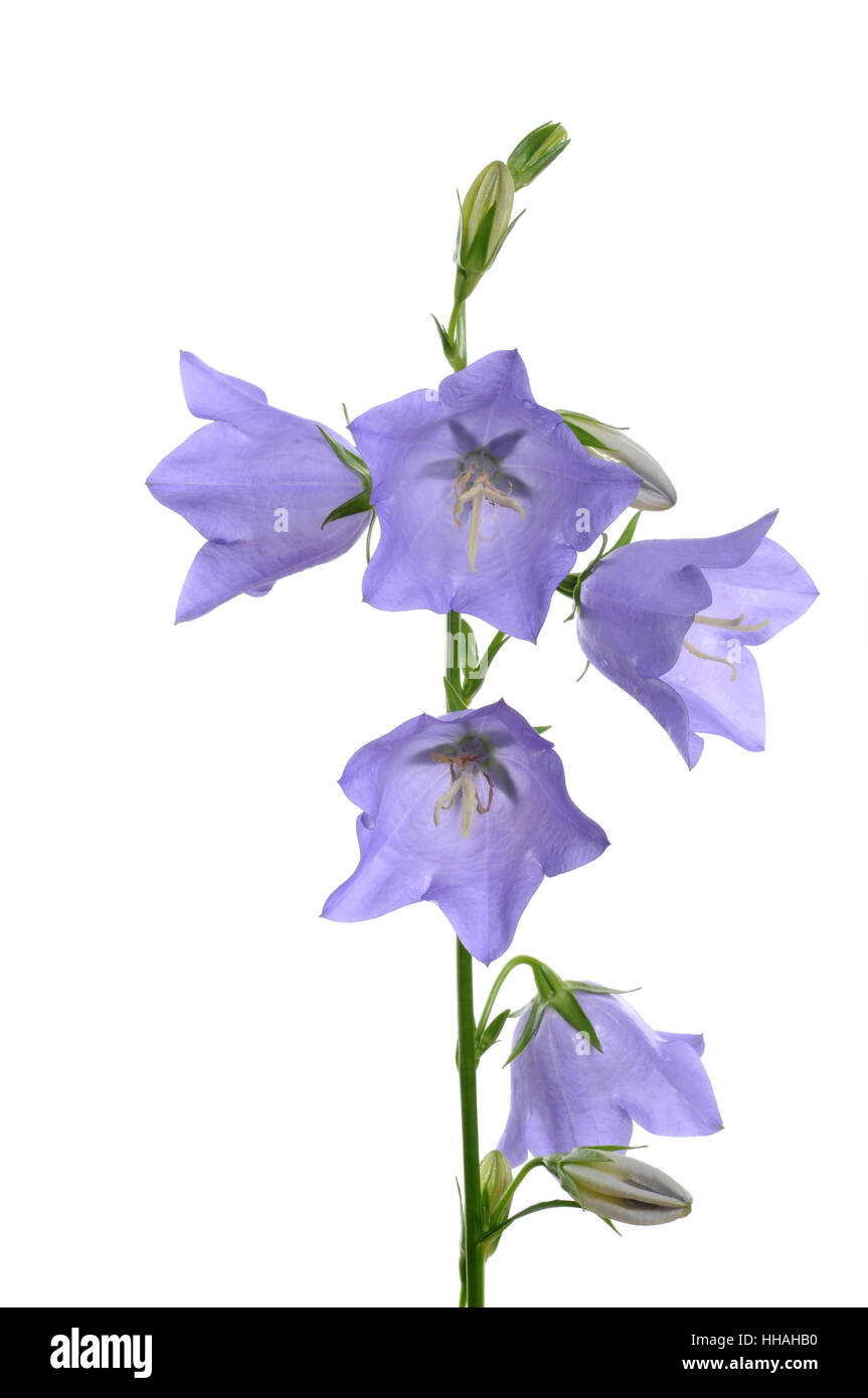 light blue bellflower Stock Photo - Alamy