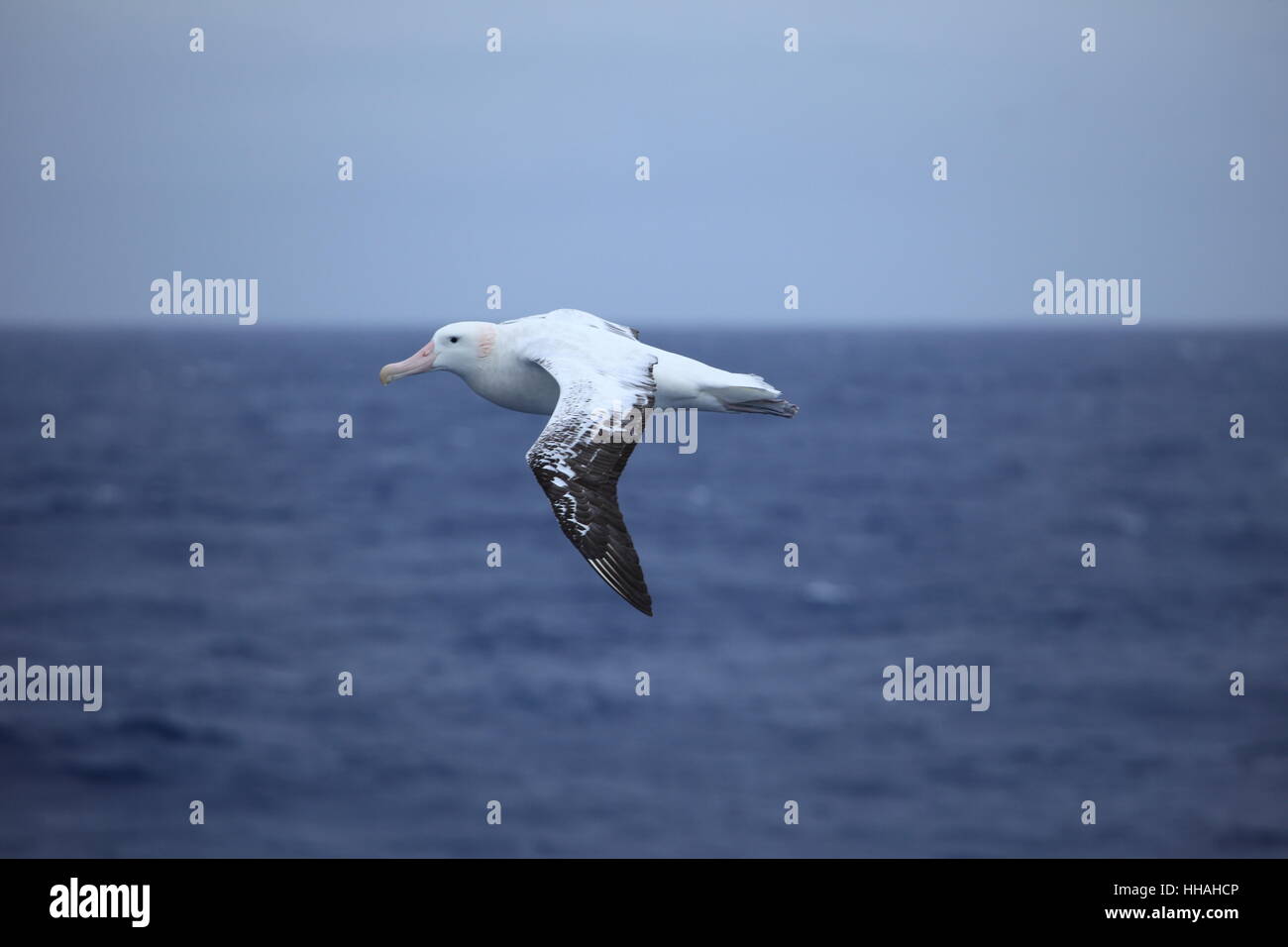 Albatrosse hi-res stock photography and images - Alamy