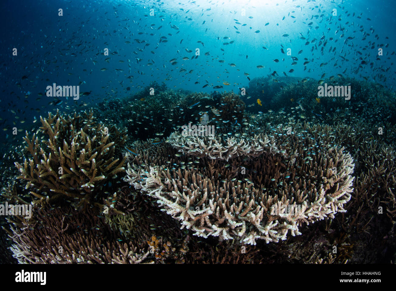 A beautiful coral reef thrives in Raja Ampat, Indonesia. This ...