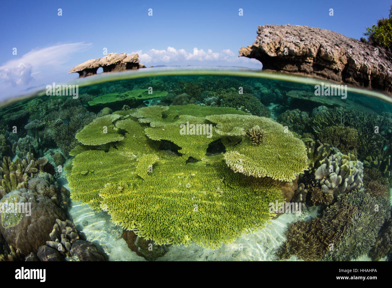 A beautiful coral reef thrives in Raja Ampat, Indonesia. This ...