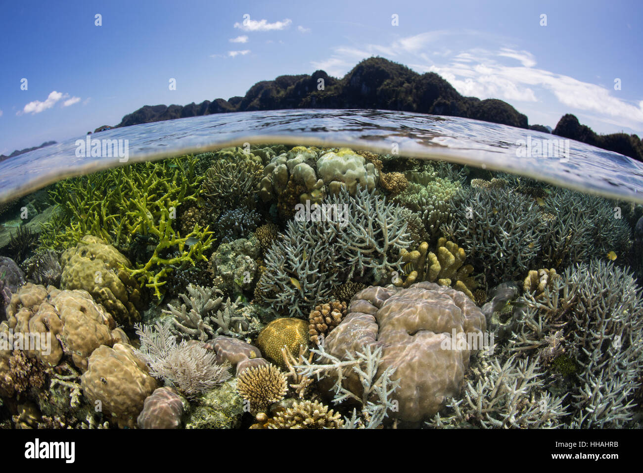 A beautiful coral reef thrives in Raja Ampat, Indonesia. This ...