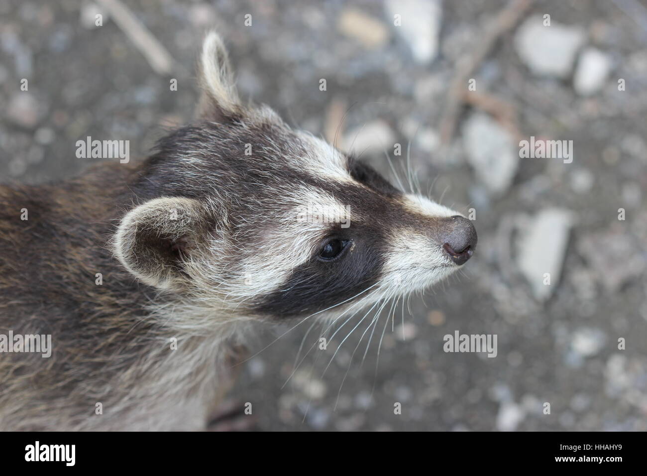 bear, zoo, predator, cub, baby, young animal, raccoon, coon, north ...