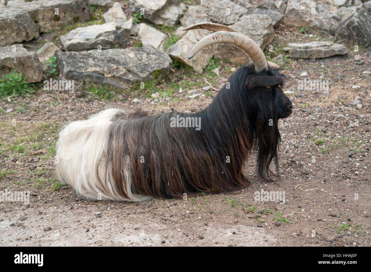 valais blackneck goat resting on the ground Stock Photo - Alamy