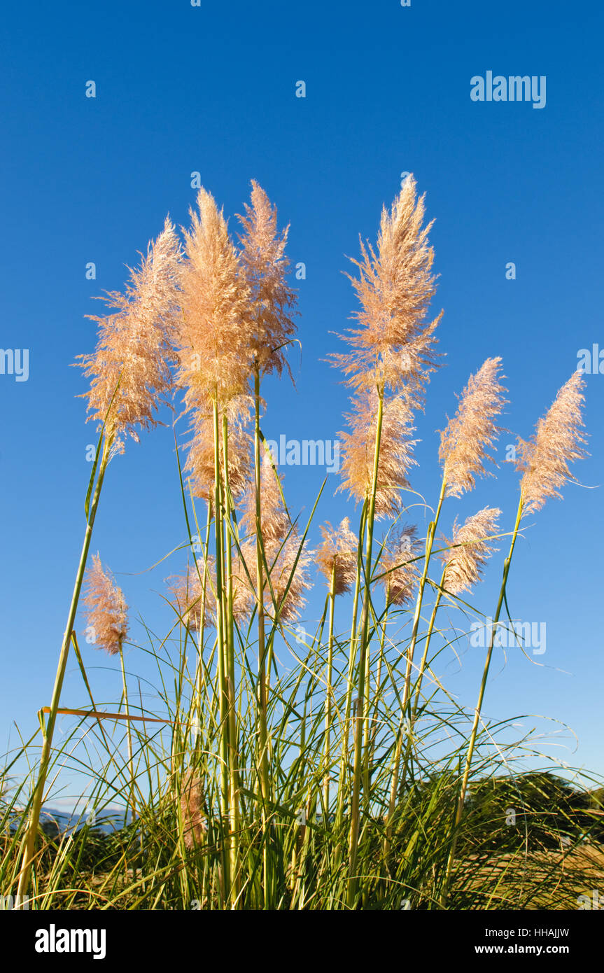 new zealand, pampas, meadow, grass, lawn, green, wild, native, new ...