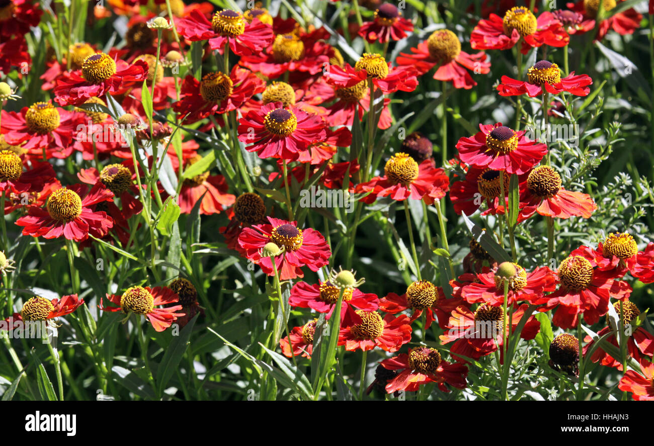 bloom, blossom, flourish, flourishing, compositae, ruby, red, flower ...