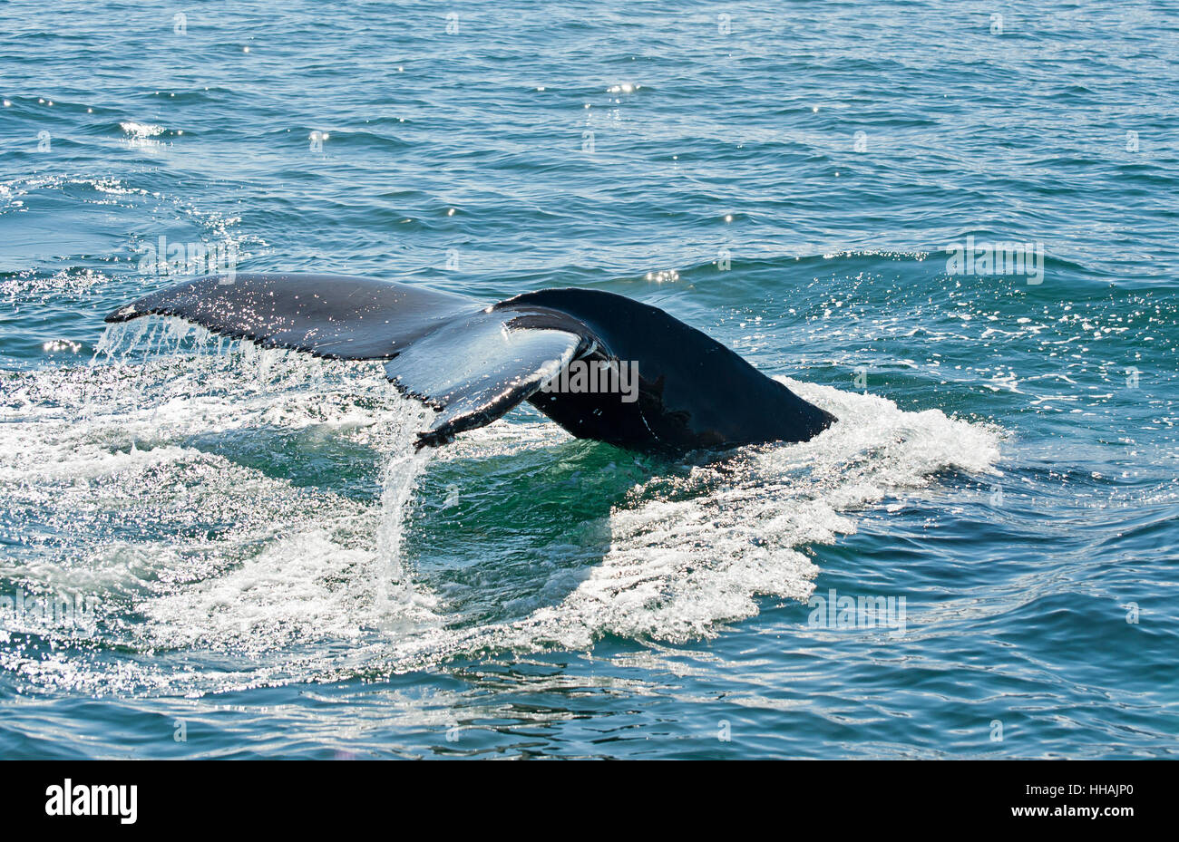 whale, salt water, sea, ocean, water, tale, blue, beautiful ...