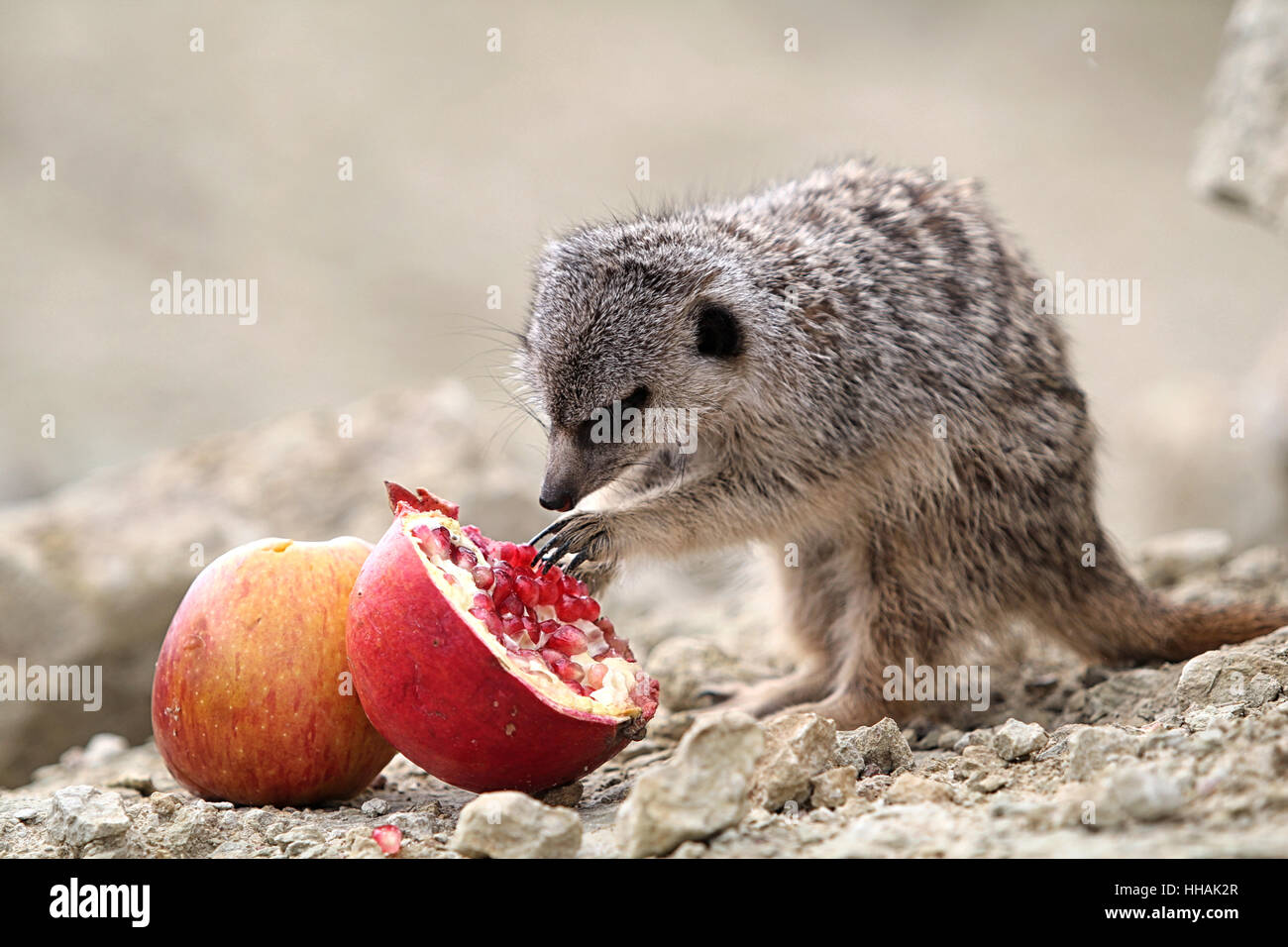 desert, wasteland, animal, fruit, pomegranate, eating, eat, eats ...
