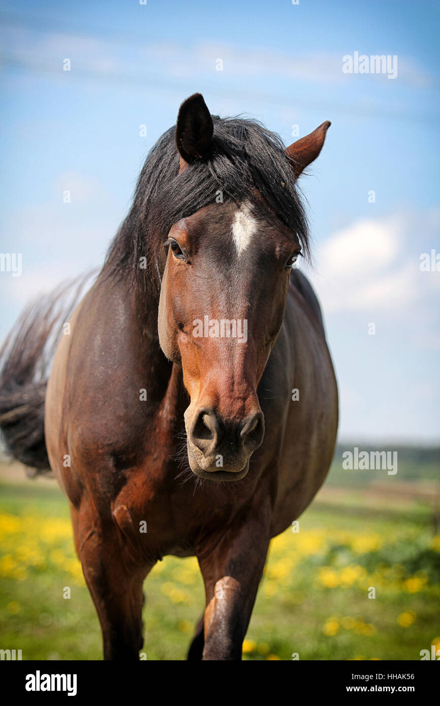 walk, go, going, walking, horse, animal, field, summer, summerly ...