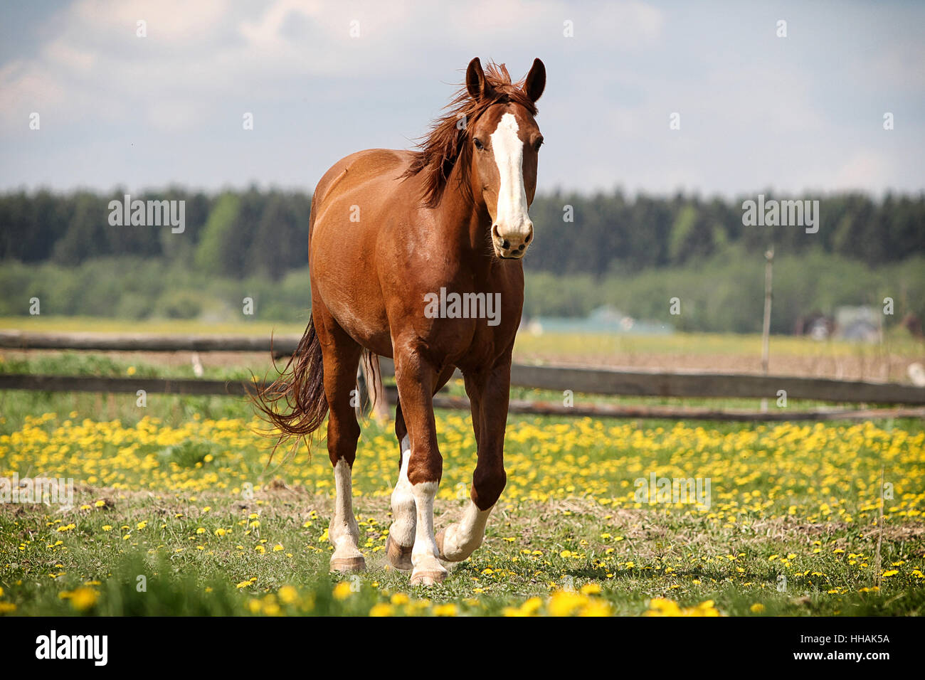 walk, go, going, walking, horse, animal, field, summer, summerly ...