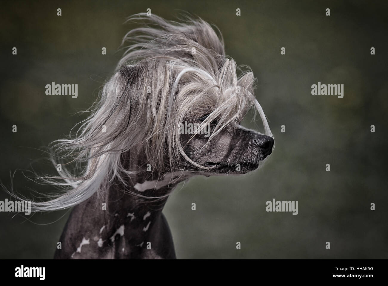 animal, pet, look, glancing, see, view, looking, peeking, looking at ...