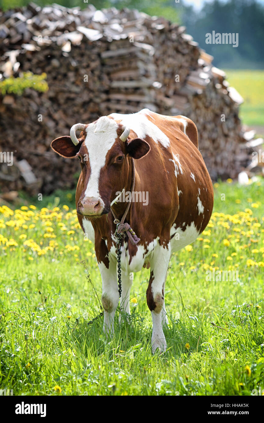 animal, flower, plant, wood, field, milk, cow, firewood, meadow, grass ...