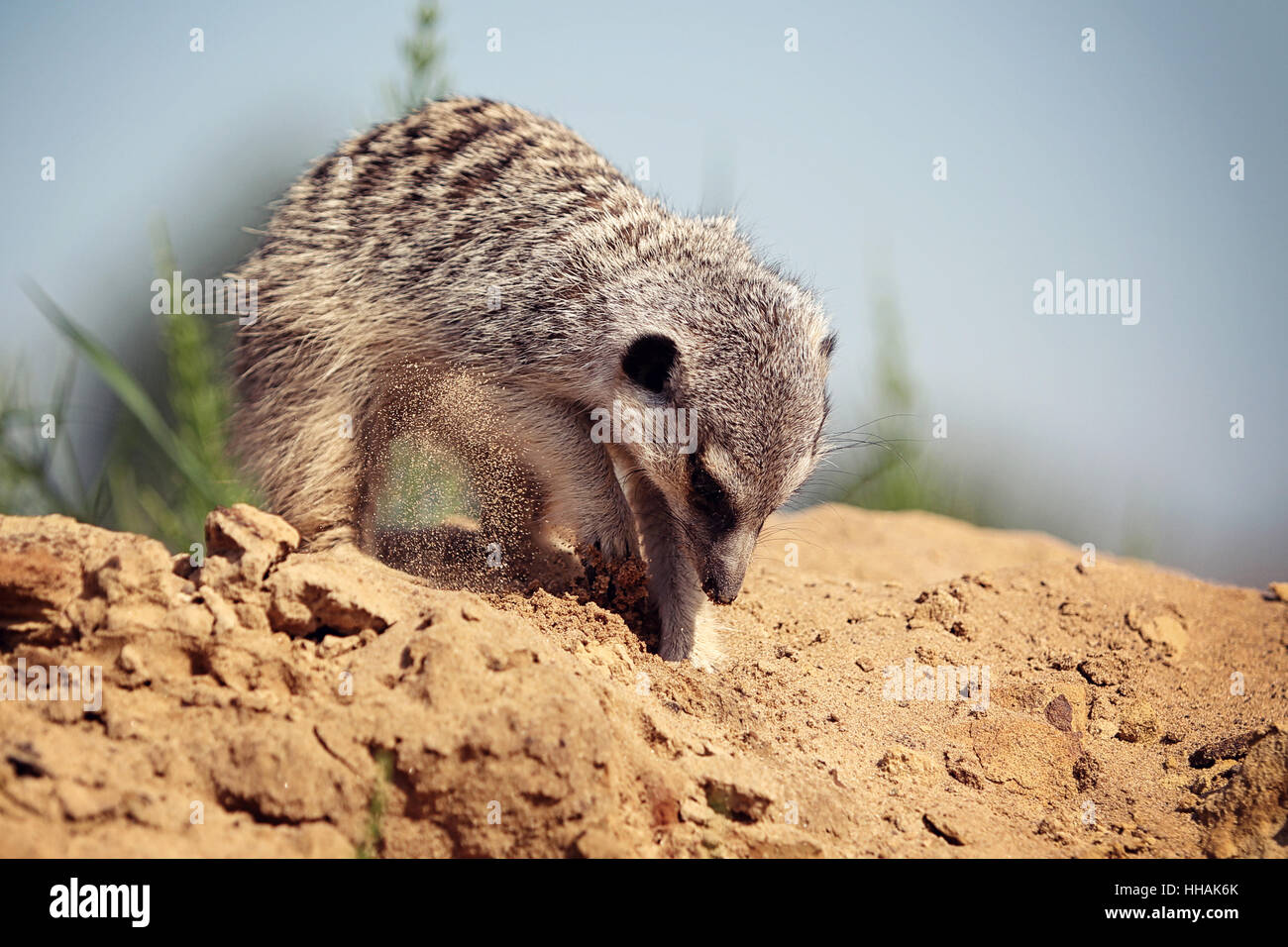 desert, wasteland, animal, summer, summerly, fur, grain, sunlight, dig ...