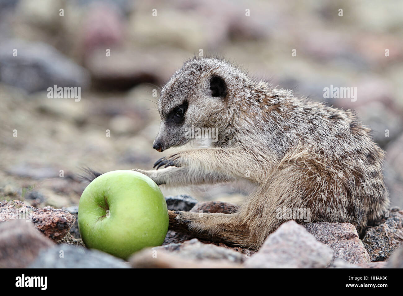 Desert wasteland animal fruit eating hi-res stock photography and ...
