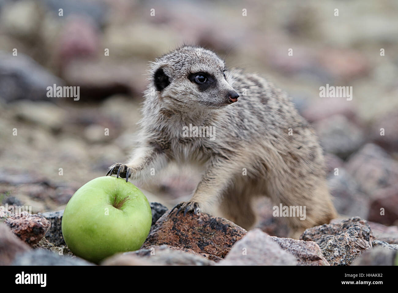 Meerkats Eating Stock Photos & Meerkats Eating Stock Images - Alamy