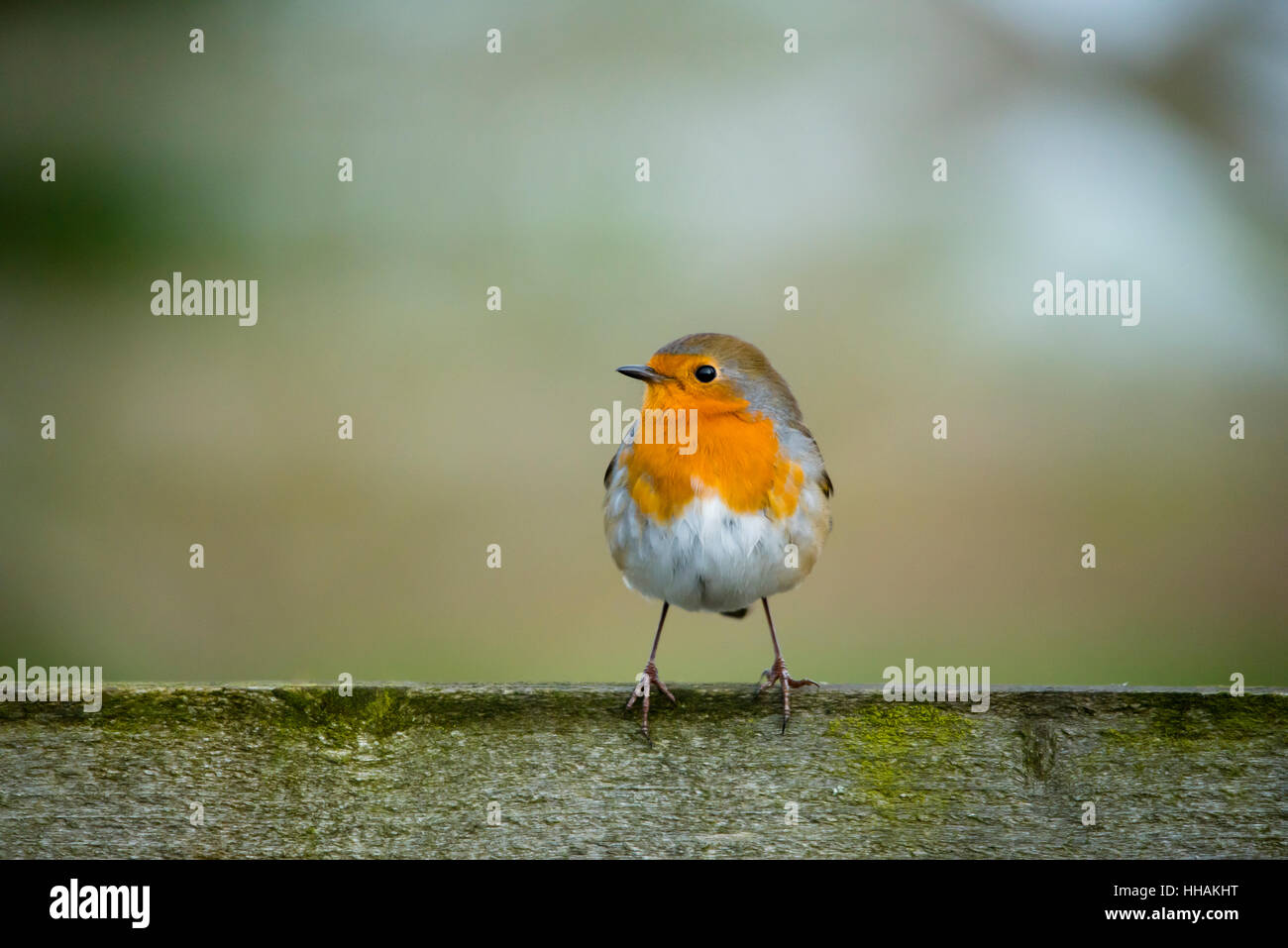 Robin wings hi-res stock photography and images - Alamy