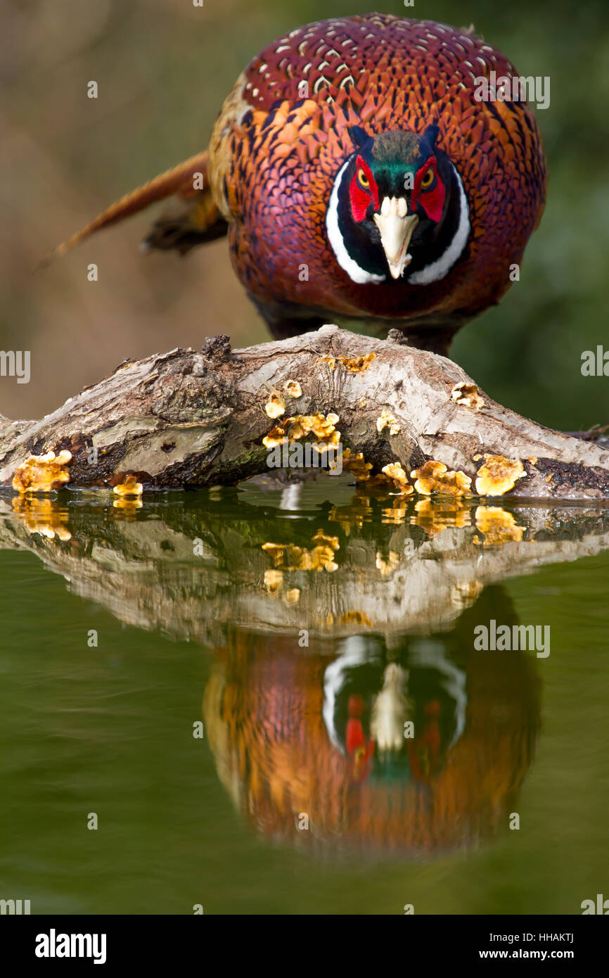 Male pheasant's image reflected in the water Stock Photo - Alamy