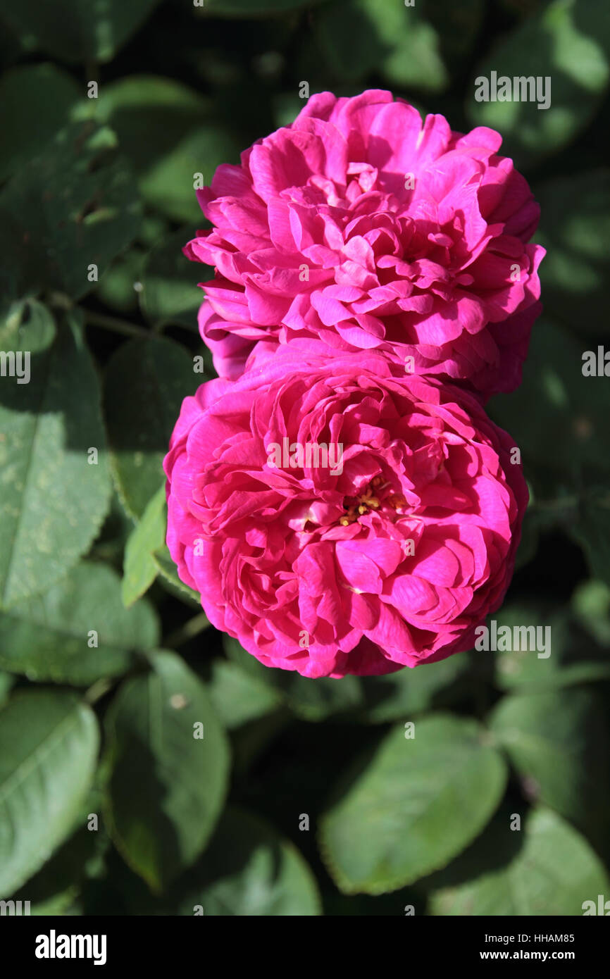 rose de resht Stock Photo - Alamy