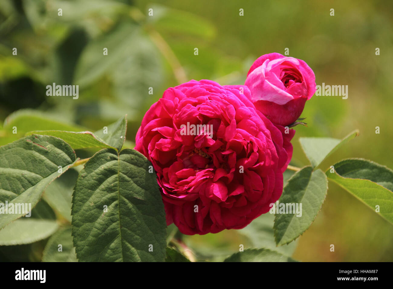 rose de resht Stock Photo - Alamy
