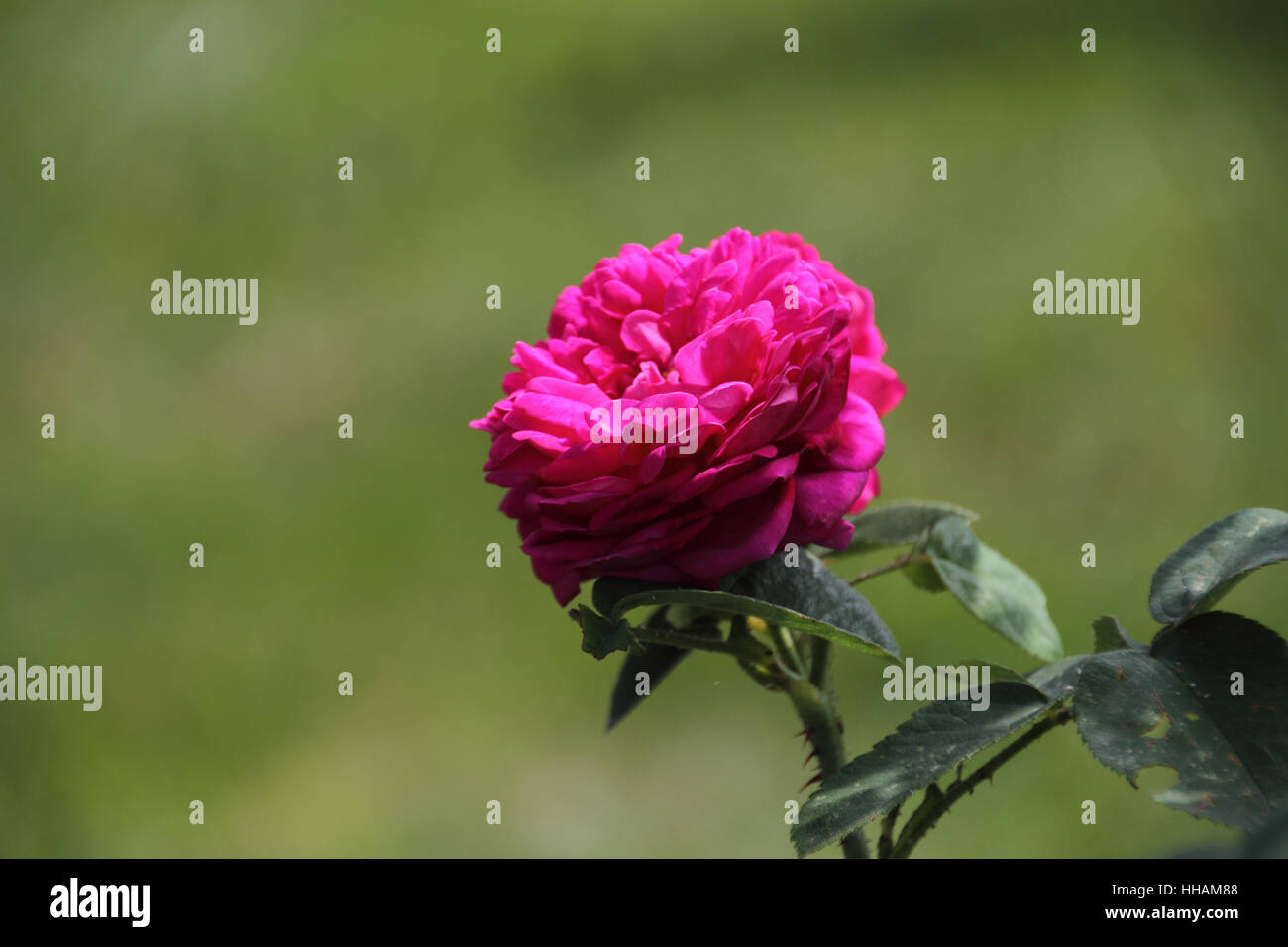 rose de resht Stock Photo - Alamy