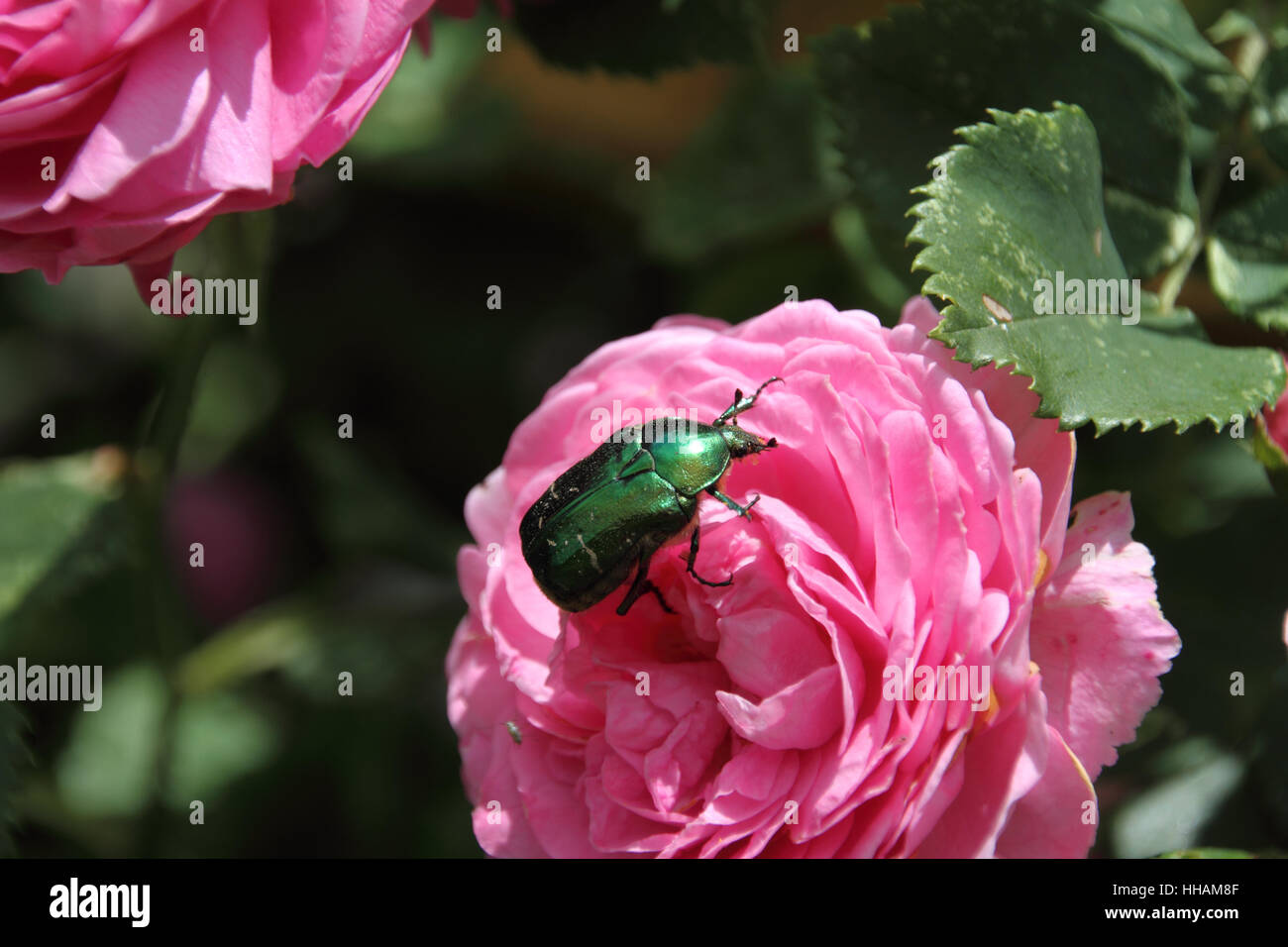 rose with beetle rose Stock Photo - Alamy