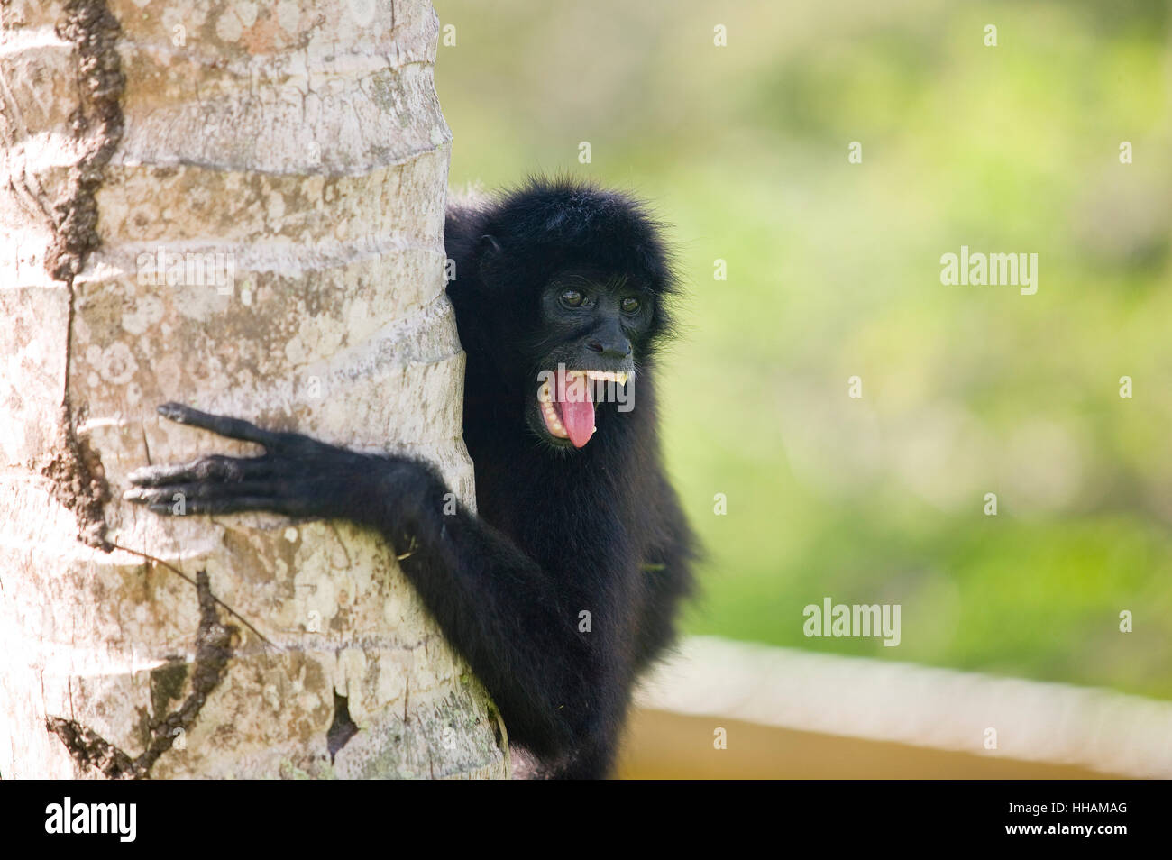 Funny Spider Monkeys