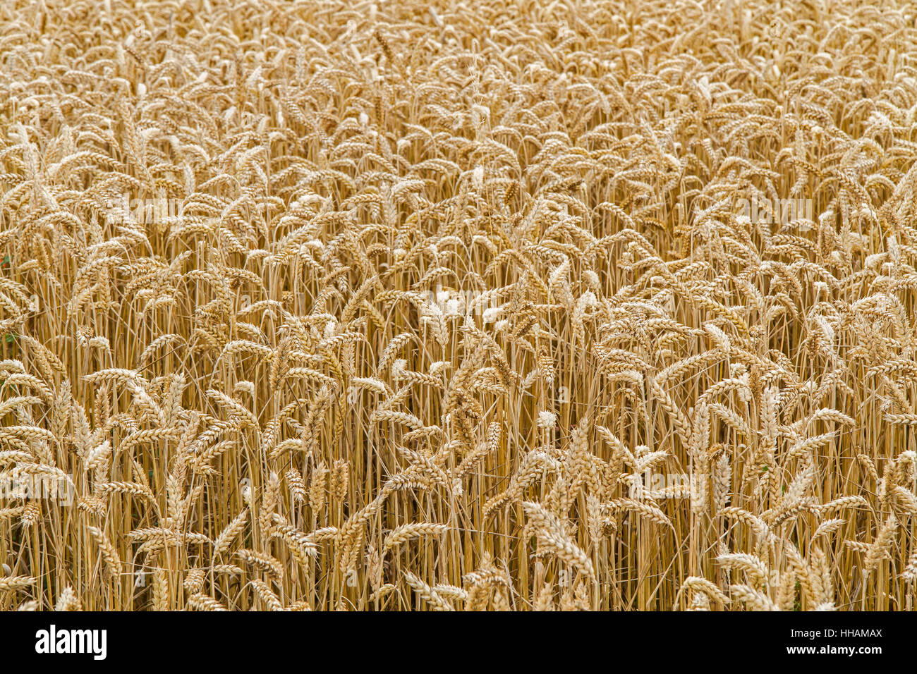 wheat field ready for harvest Stock Photo - Alamy