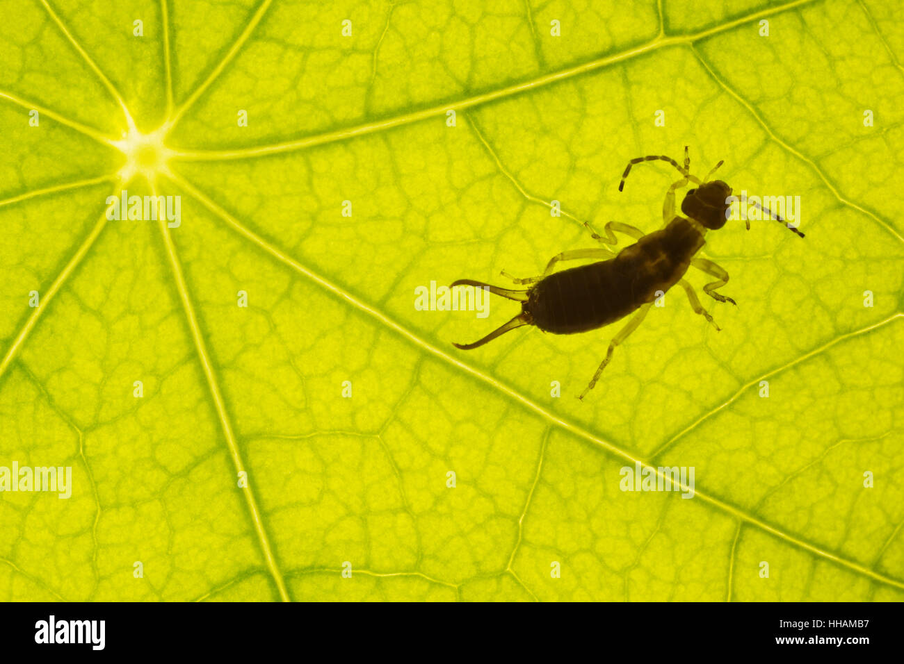 Earwigs part hi-res stock photography and images - Alamy