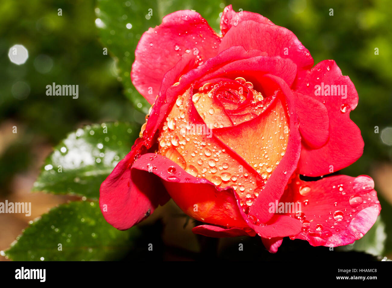 rose with raindrops Stock Photo - Alamy