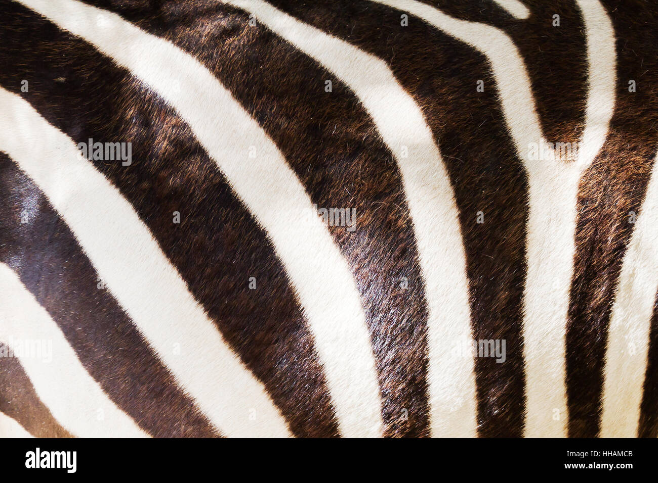 fur of a zebra Stock Photo - Alamy