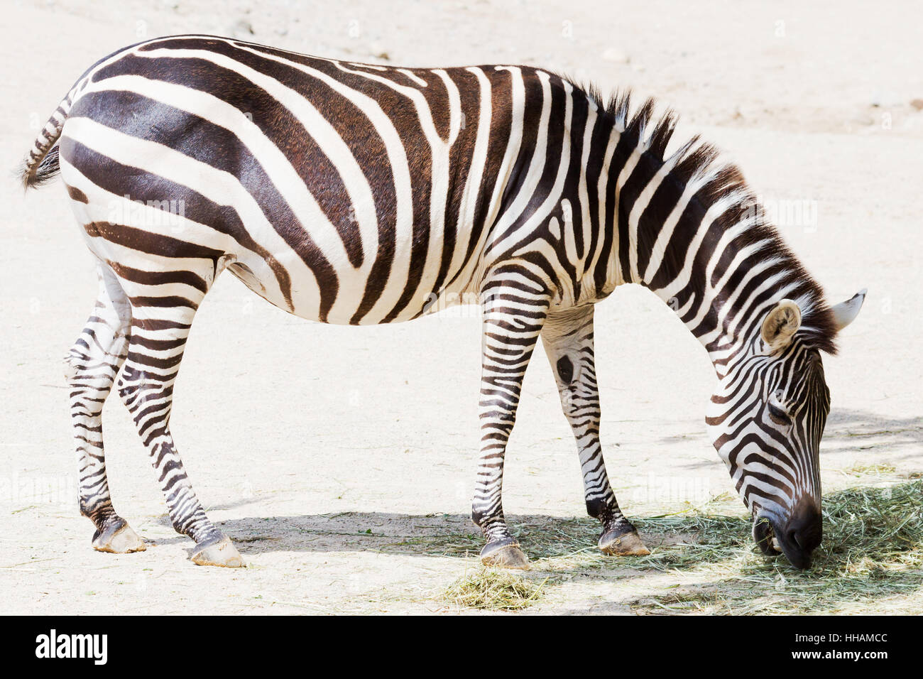 zebra during feeding Stock Photo - Alamy