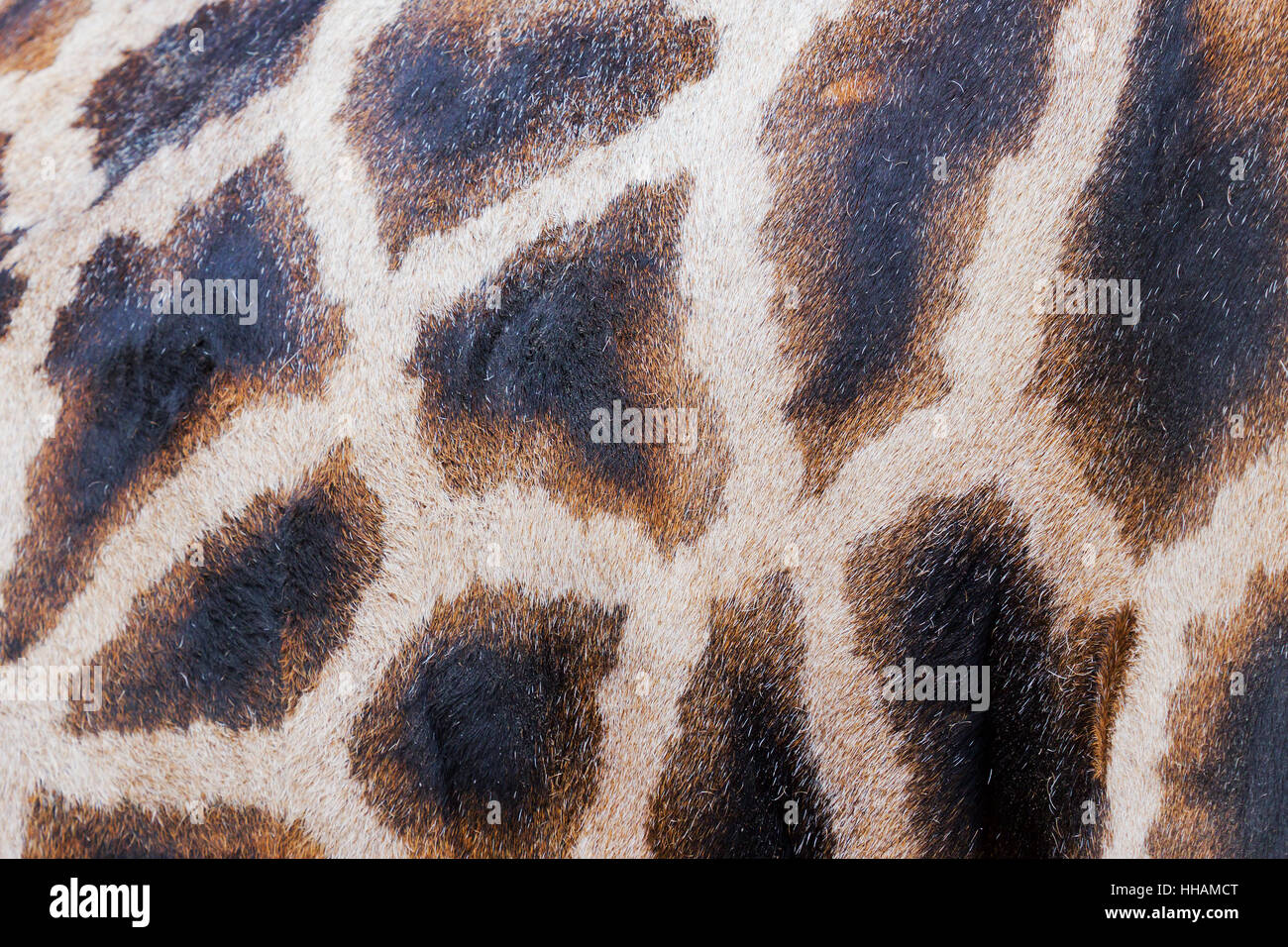 fur of a giraffe Stock Photo - Alamy
