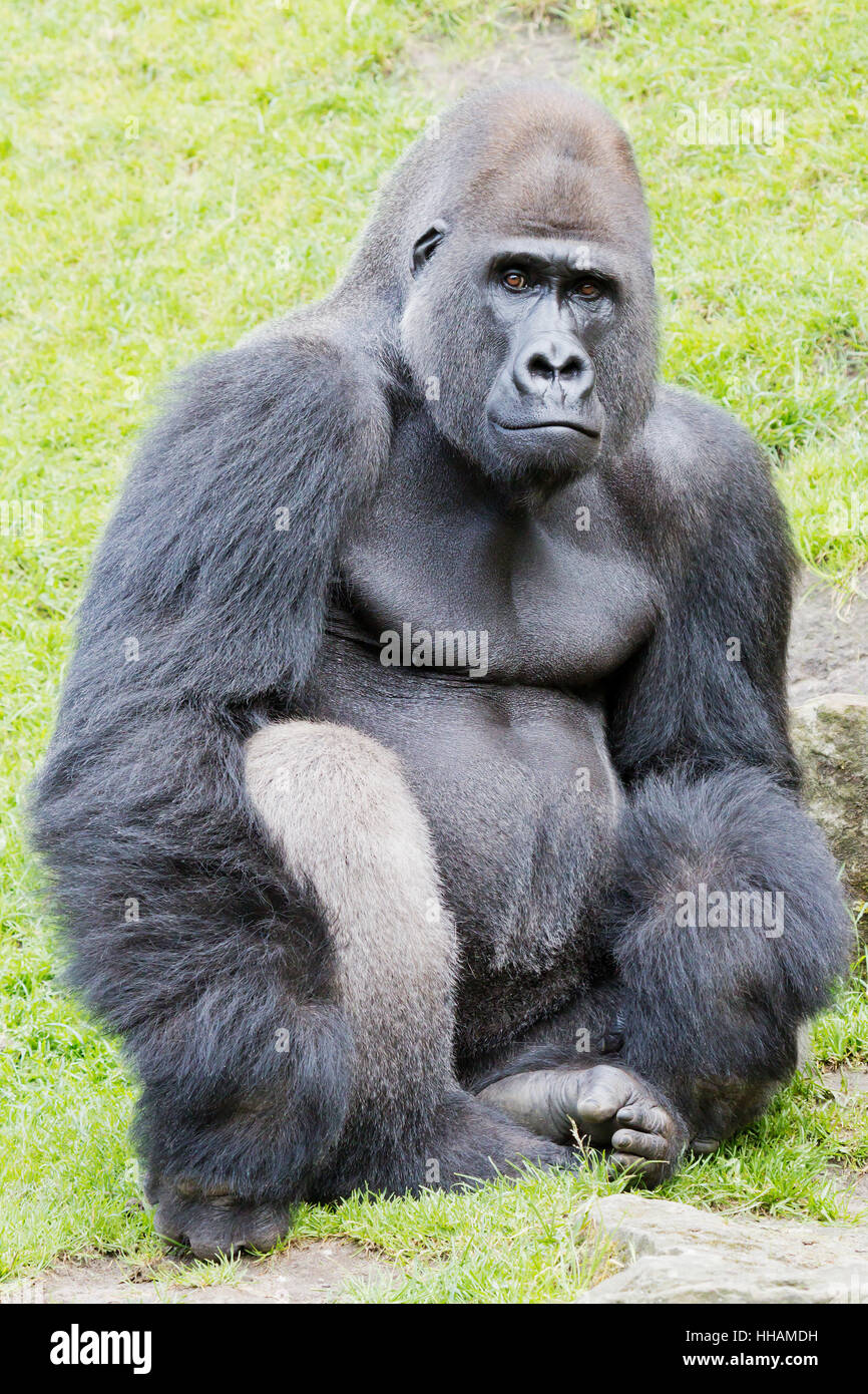 Gorilla lookout hi-res stock photography and images - Alamy