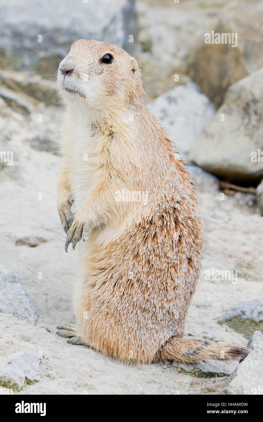 standing prairie dog Stock Photo - Alamy