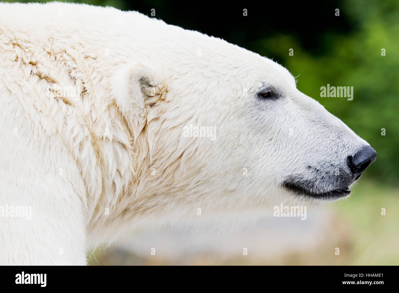 Polar bear fur macro hi-res stock photography and images - Alamy