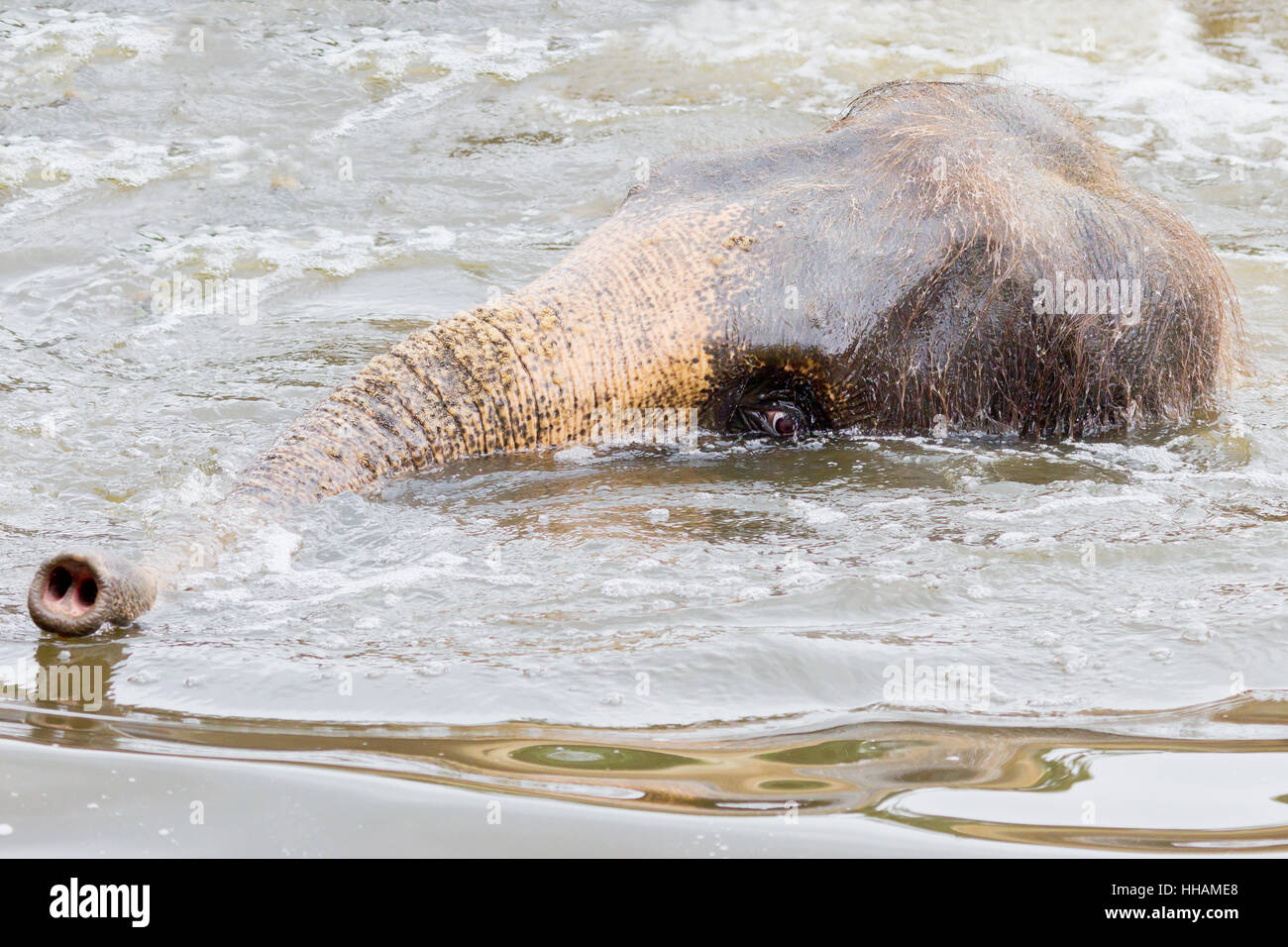 elephant in water Stock Photo - Alamy