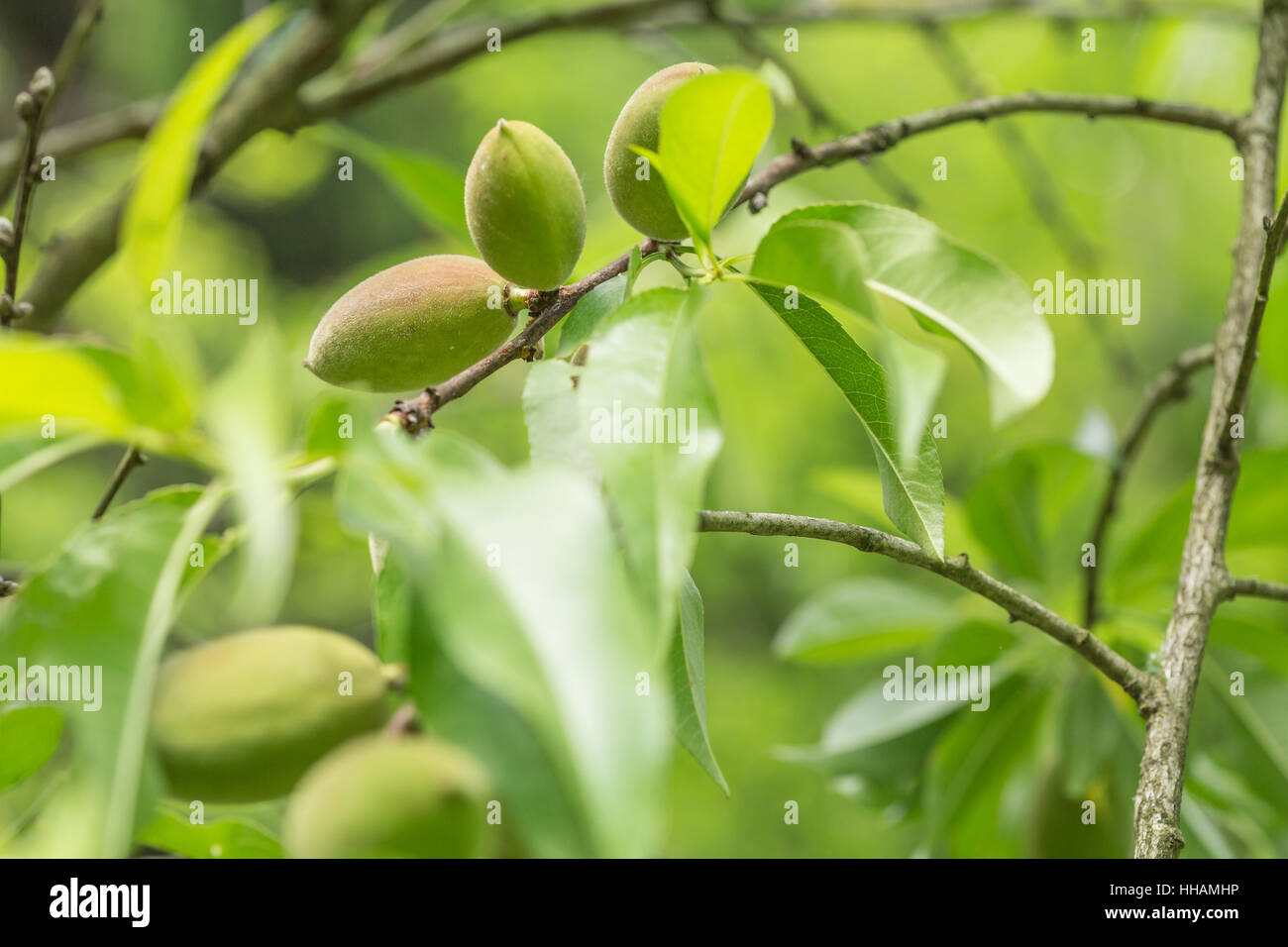 Unripe fruits at the tree hi-res stock photography and images - Alamy