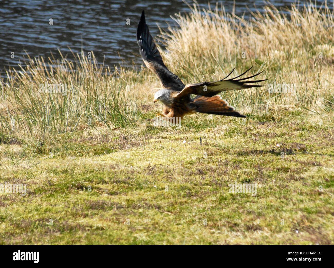 Swooping hi-res stock photography and images - Alamy