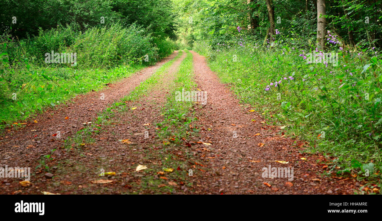 dirt road, deciduous forest, road, street, forest, tree, brown ...