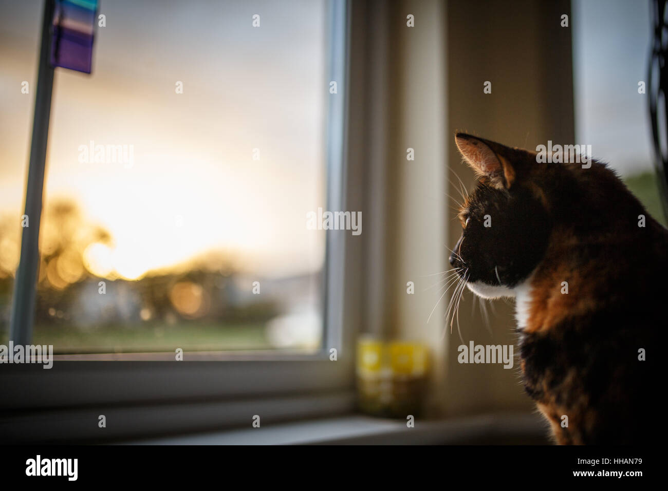 Cat in Window Stock Photo - Alamy