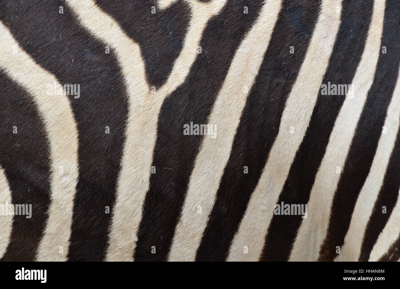 presentation, detail, colour, animal, fauna, wild, africa, skin, black ...