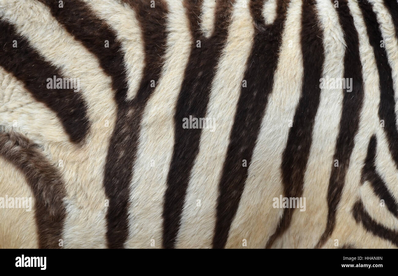 presentation, detail, colour, animal, fauna, wild, africa, skin, black ...
