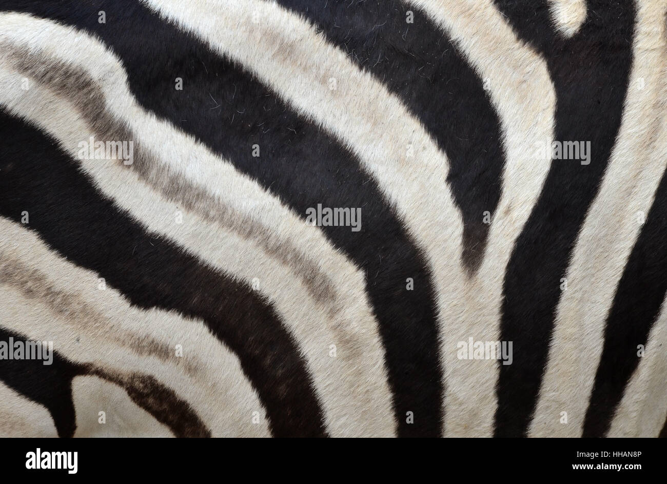 presentation, detail, colour, animal, fauna, wild, africa, skin, black ...