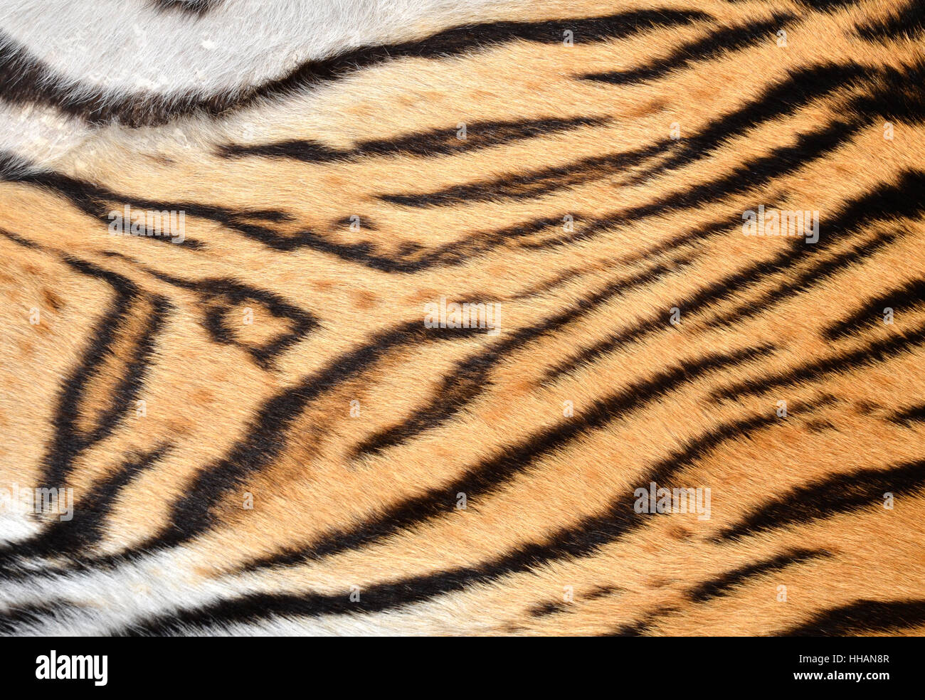 skin, cat, big cat, feline predator, tiger, fur, close, macro, close-up ...