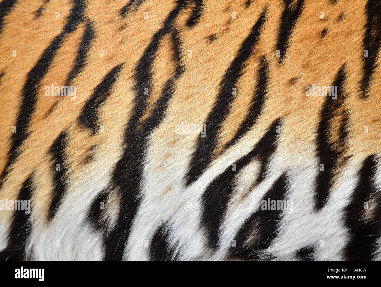 skin, cat, big cat, feline predator, tiger, fur, close, macro, close-up ...