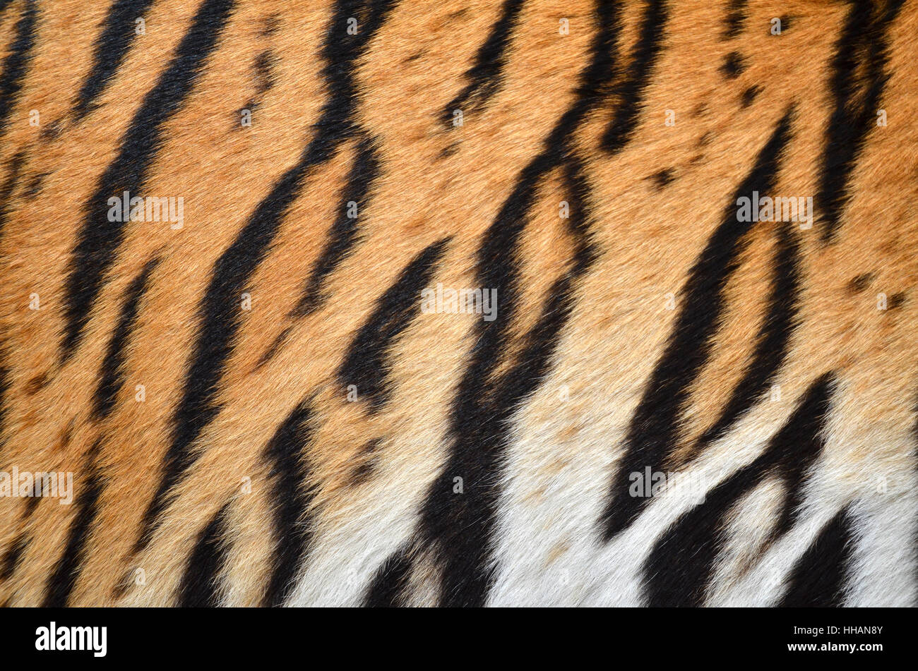 skin, cat, big cat, feline predator, tiger, fur, close, macro, close-up ...